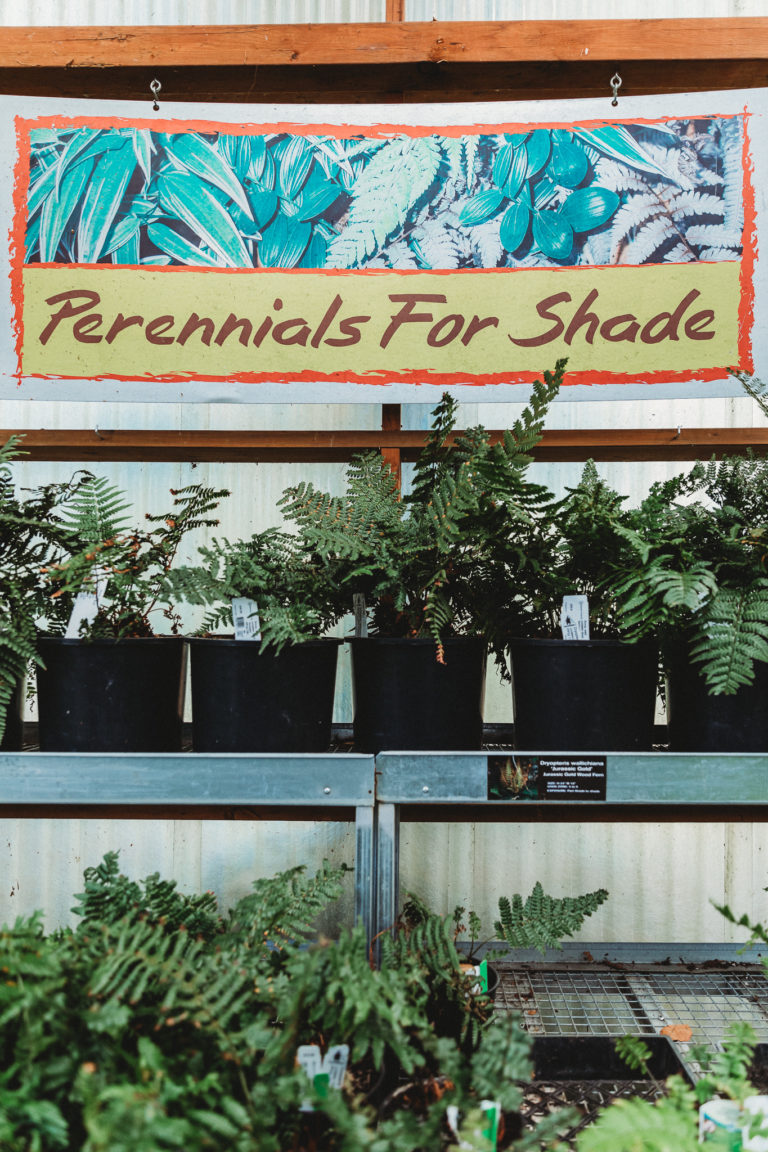 Flowering Perennials - Garden Fever! Plant Nursery - Portland, Oregon