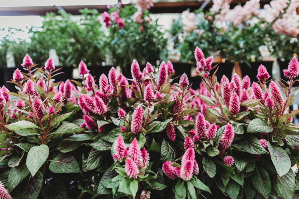 Annual Plants - Garden Fever! Plant Nursery - Portland, Oregon
