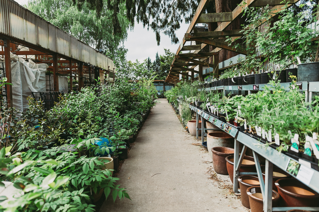 Native Plants - Garden Fever Plant Nursery - Portland, Oregon