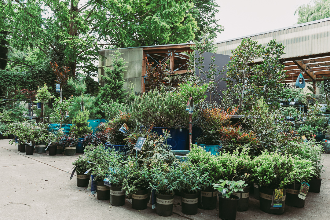 Trees - Garden Fever! Plant Nursery - Portland, Oregon
