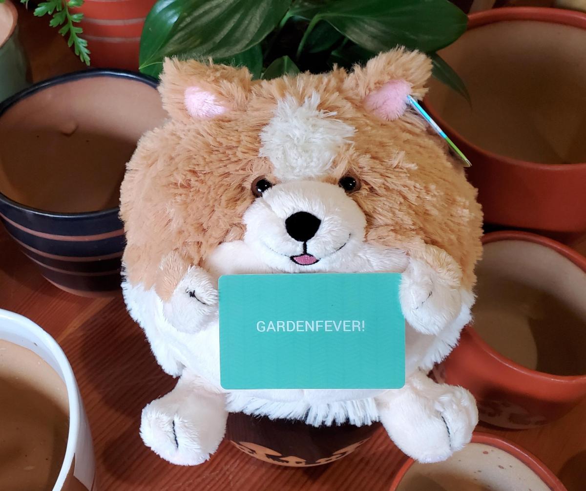 Gift Certificates - Garden Fever! Plant Nursery - Portland, Oregon